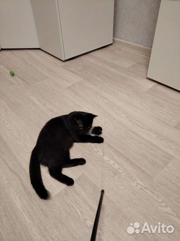 Приблудилась кошечка