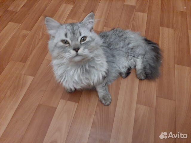 Найден котик, ищем хозяев