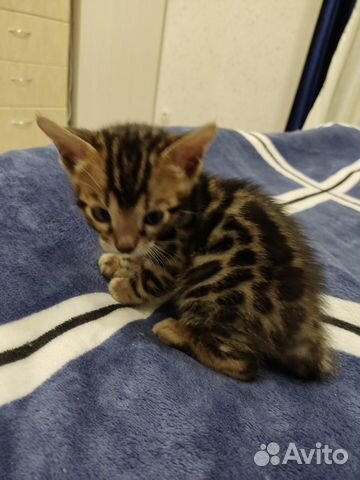 Бенгальские котики