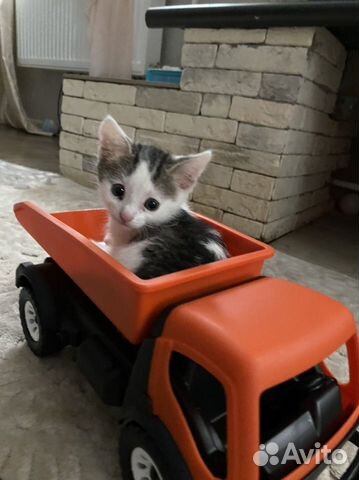 Котенок в дар