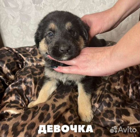 Собака в добрые руки овчарка