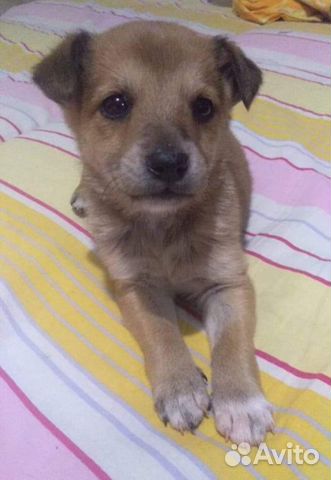 Миниатюрная комнатная собачка, помесь Той-терьер