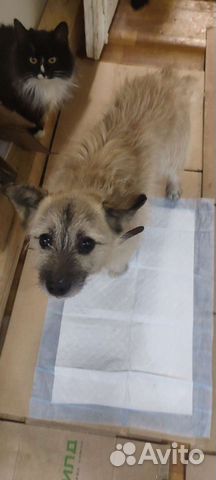 Метис болонки