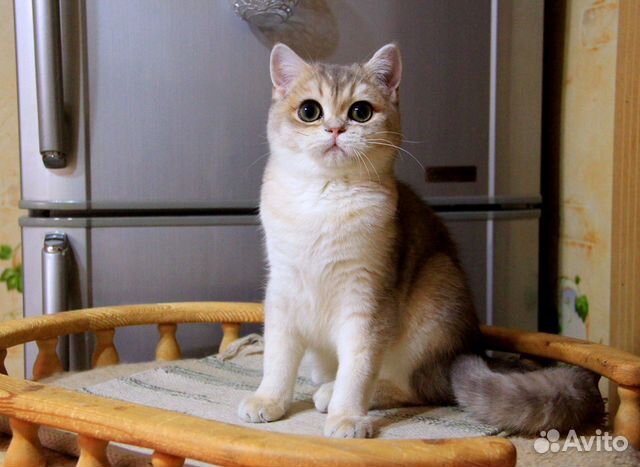 Топазик - голубая золотая шиншилла