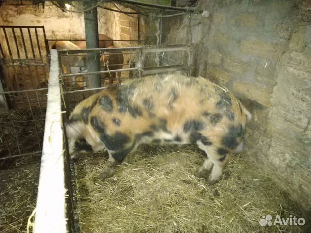 Продам хряка