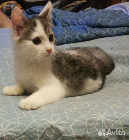 Котик бесплатно в добрые, заботливые руки