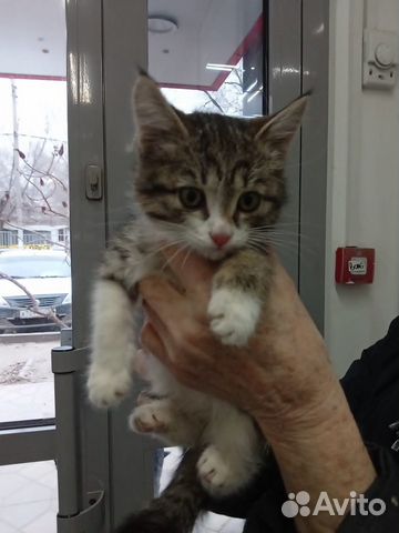 Которебенок ищет дом