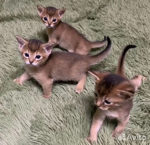 Абиссинские котята