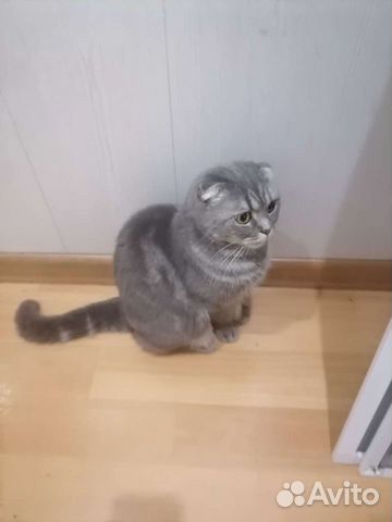Шотландский вислоухий кот