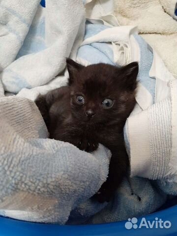 Котенок мальчик черный