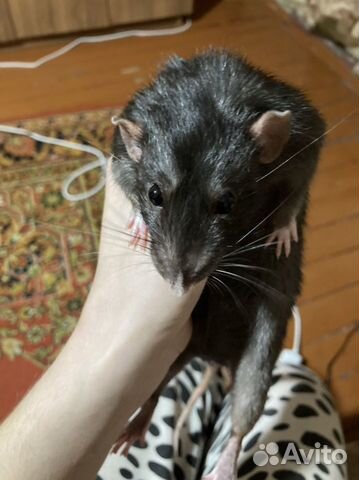 Крыса отдам вместе с клеткой кормом и наполнителем