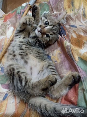 Красивая тигровая кошечка