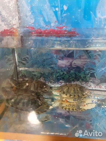 Красноухие черепахи с аквариумом