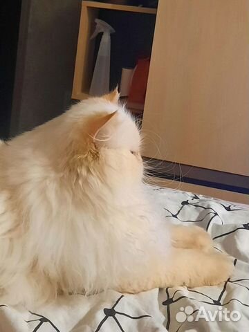 Ищем невесту