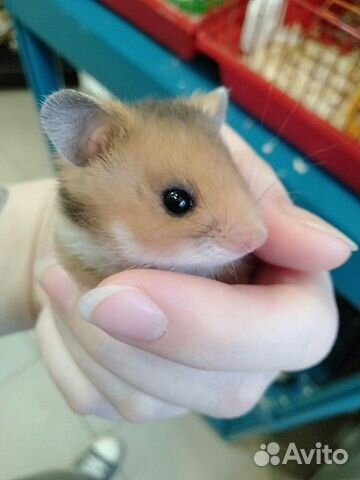 Отдаю Сирийских хомячков, малышам месяц. Окраса он