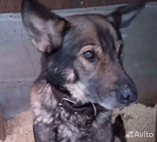 Добрый, верный и несчастный пёс овчарик