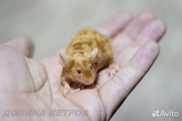 Мышки сатины фавны