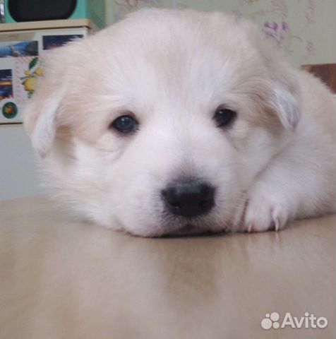 Щенки алабая