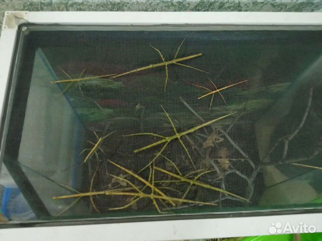 Анаманский палочник