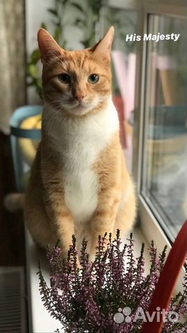 Отдам бесплатно кота 2 года, стерилизован