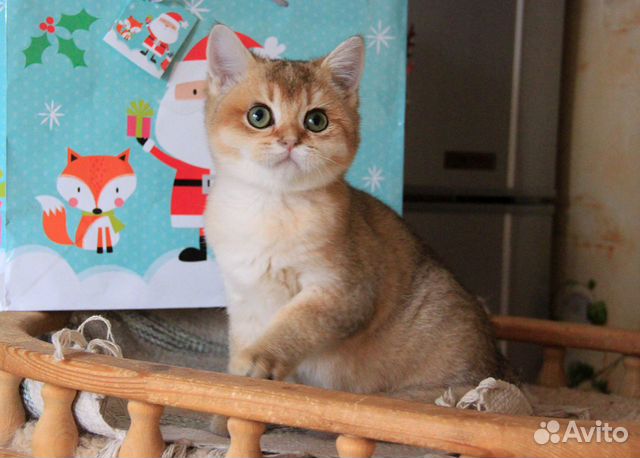 Маратик - золотой британчик