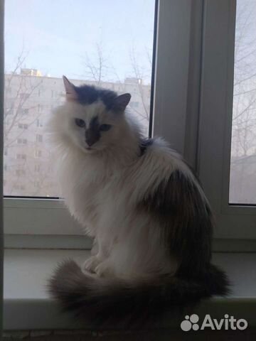 Клюква ищет дом