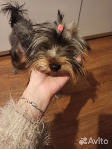 Йоркширский терьер щенки стандарт
