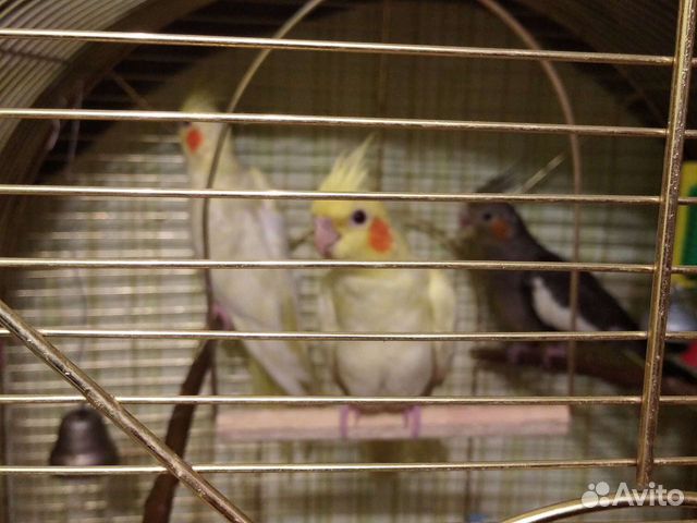 Птенцы попугая Карелла