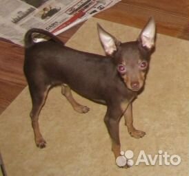 Той терьер красивый мальчик взрослый