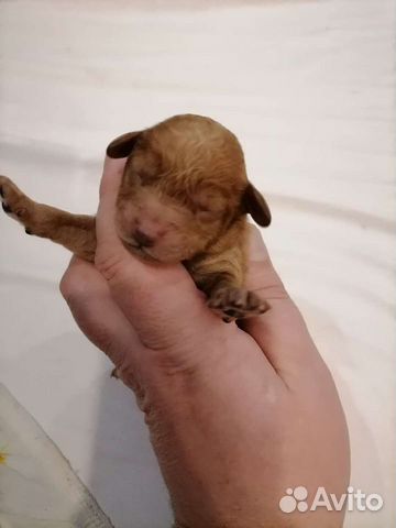 Той-пудель red на февраль