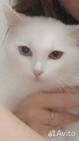 Кошка сибирская