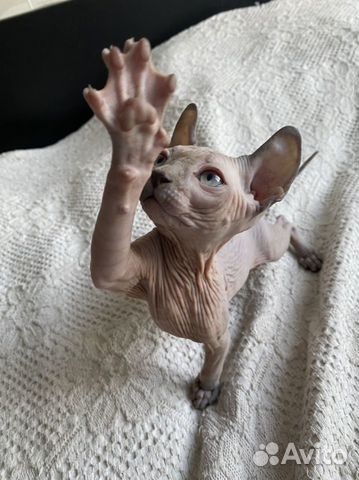 Канадский сфинкс котенок машьчик
