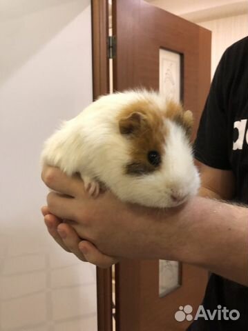 Морская свинка с клеткой и кормом