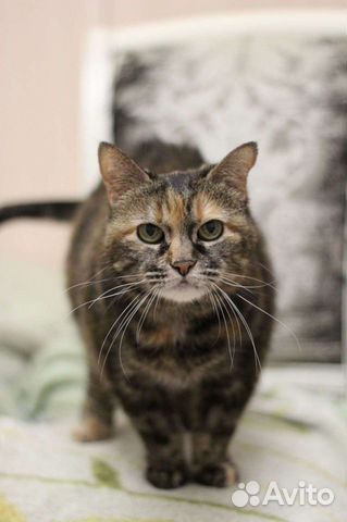 Кошечка Пышка