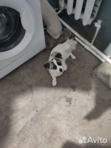 Собаки бесплатно в добрые руки