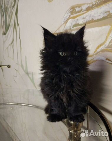Кот полидакт