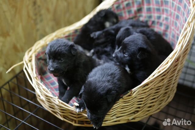 Щенки, 7 крошек, 1 месяц, ищем дом, в добрые руки