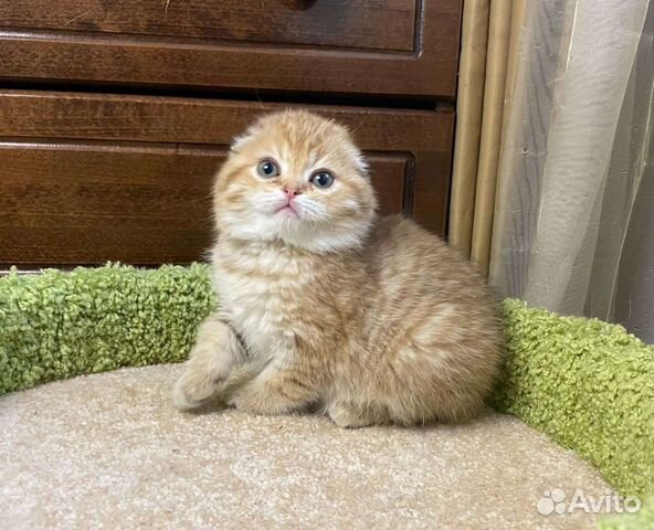Шоколадный вислоухий мишка