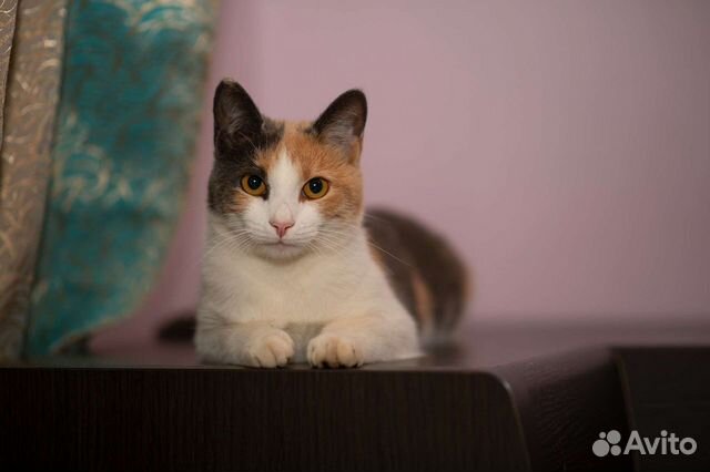 Кошка в дар