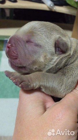 Шикарные пупсы булли