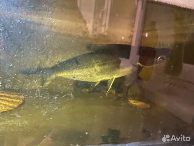 Акулий сом + аквариум