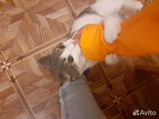 Кот
