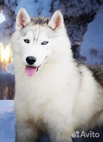 Кобель хаски из питомника