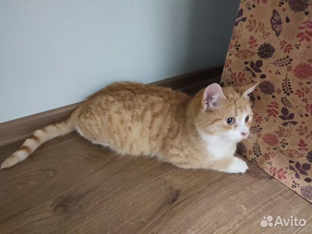Котейка в добрые руки