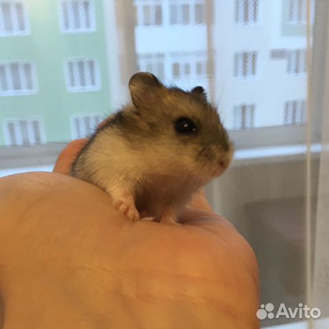 Джунгарский хомяк, возраст 1 месяц