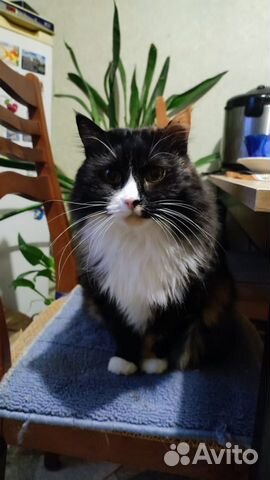 Котик и кошечка в добрые руки