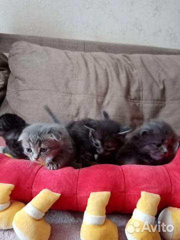 Британские вислоухие котята