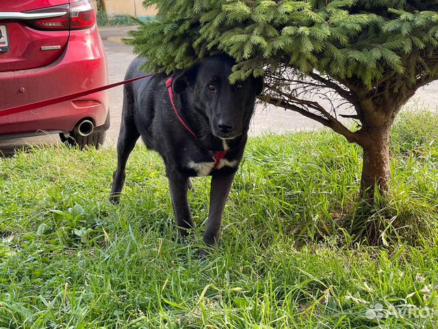 Собака в добрые руки