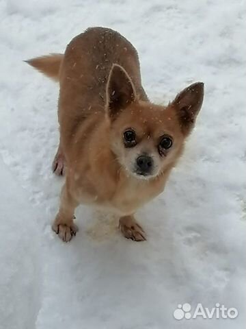 Взрослая стандартная девочка чихуахуа