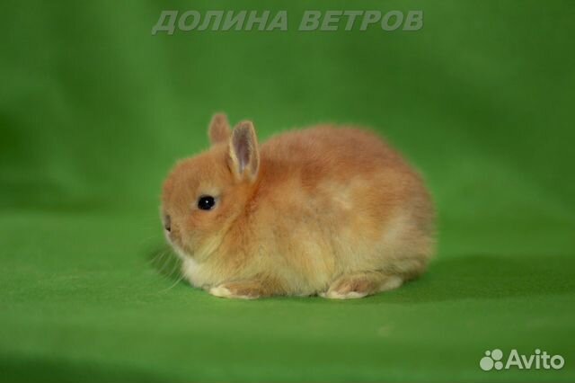 Крольчонок минор желтый оттер мальчик